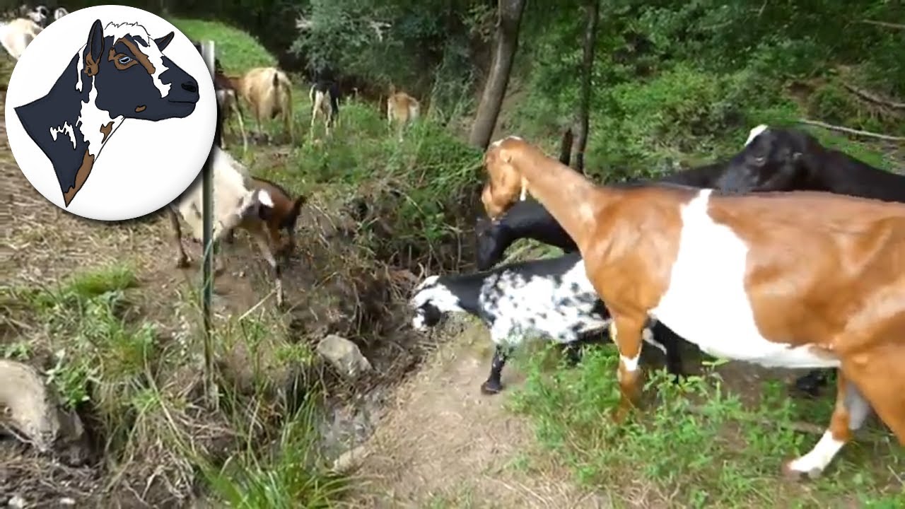 Mild Goat Parkour - YouTube