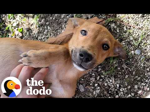 Woman Goes On Vacation To Barbados And Comes Home With A Puppy | The Dodo