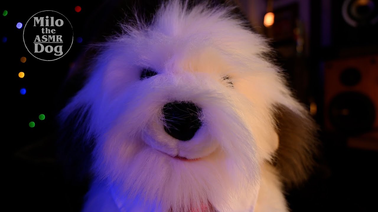 ASMR Waking Your Dog Up From a Nap To Relax You - YouTube