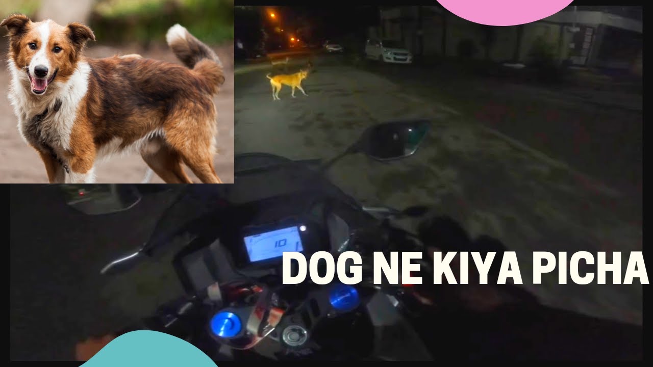 Dog ne kiya picha🐶🐶 - YouTube