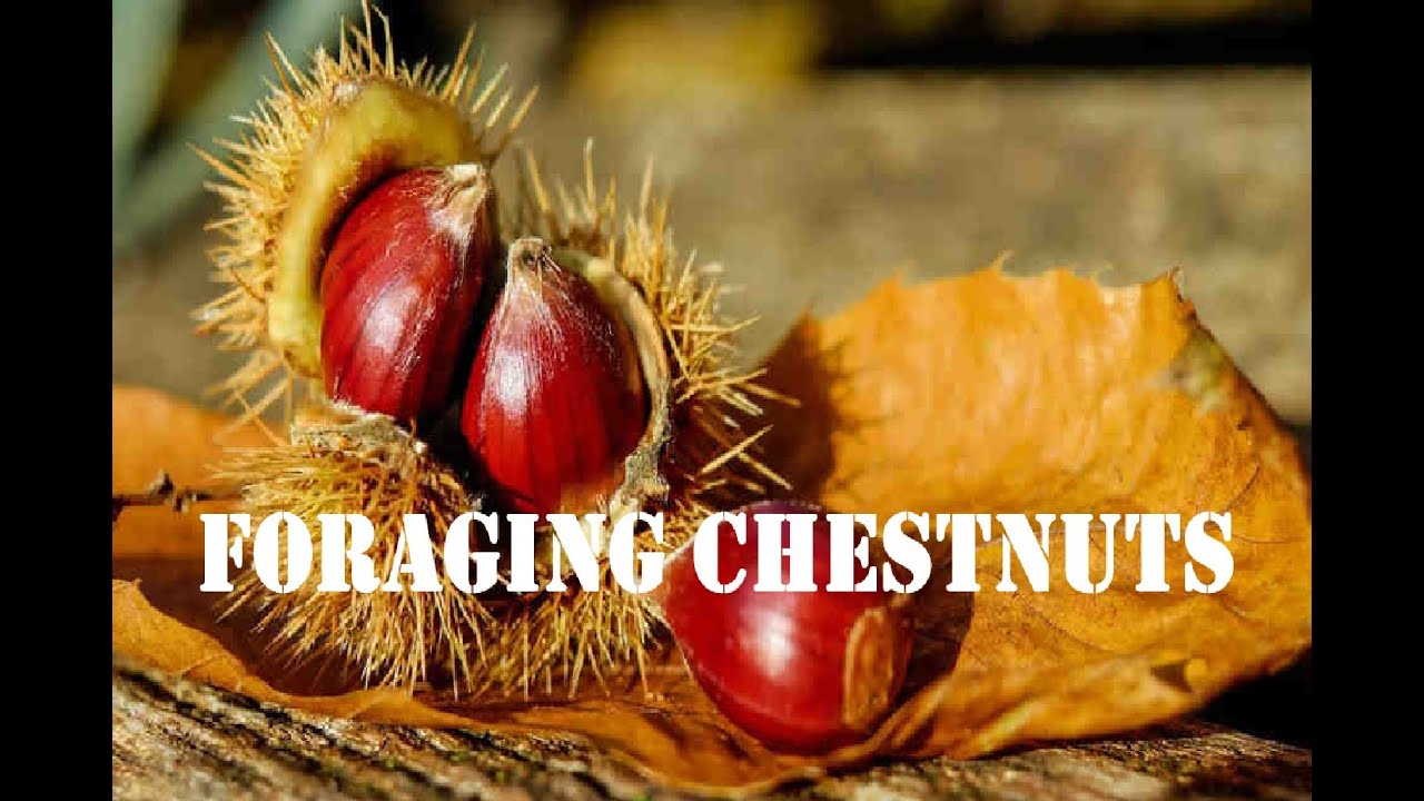 Chestnut Foraging - YouTube
