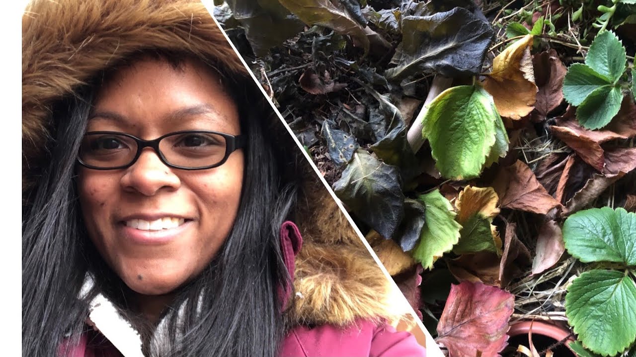 Overwintering perennials | Ohio | Zone 5 | Part 1 - YouTube