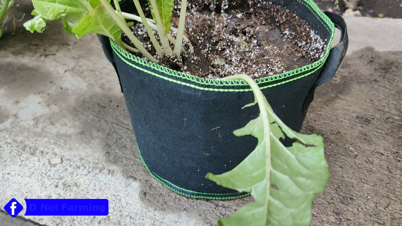 #MEXICO Macetas de Tela Transpirable para tu Jardín en la APP de D NOL ...