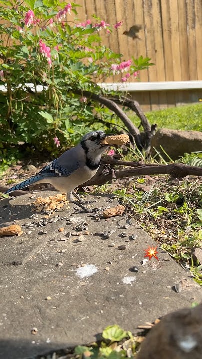 Blue Jay stops by for a snack! 🥜🐦 #bird #makeasta8ment #bluejay #asmr ...