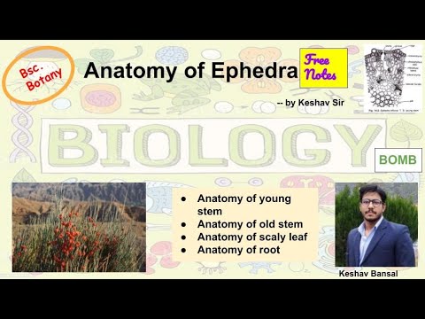 Anatomy of Ephedra ( Bsc. Botany ) by Biology Bomb - YouTube