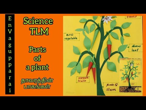 TLM // easy evs tlm for primary classes // easy science tlm for primary ...