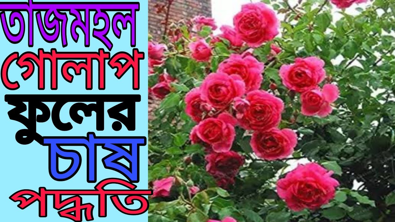তাজমহল গোলাপ ফুল চাষ পদ্ধতি। Tajmahah golap. - YouTube