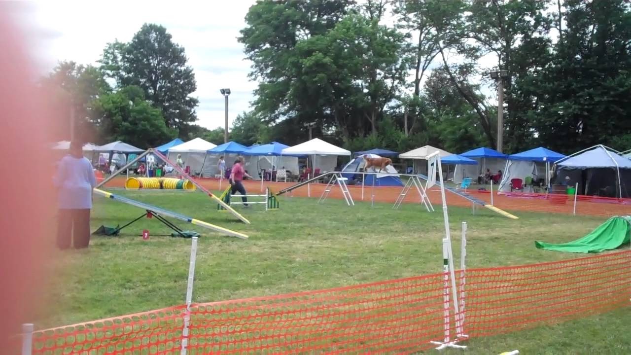 Marian & Minnie @ Freehold 6 5 2011 Novice FAST - YouTube