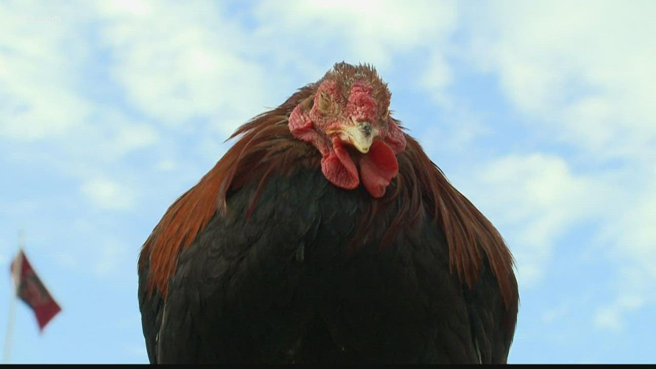 USC live rooster's new name 'The General' - YouTube