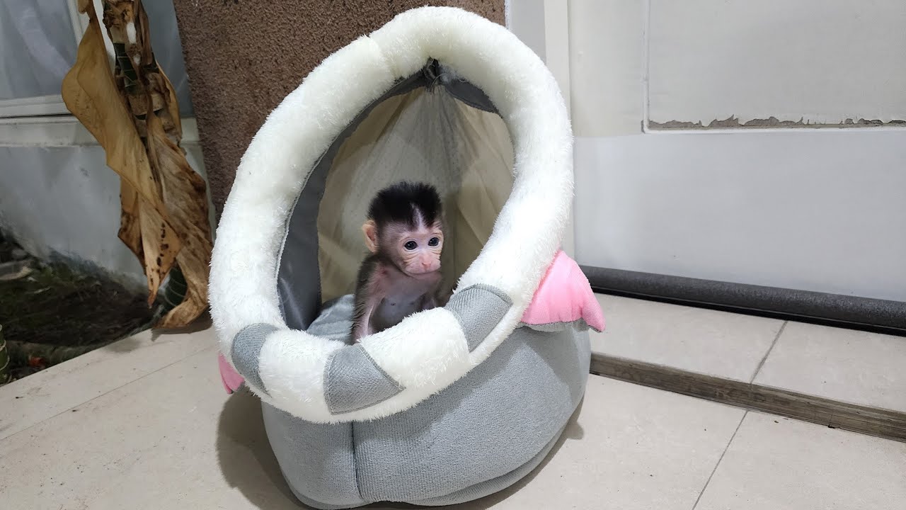 Newborn Baby Monkey has a cute bed - YouTube