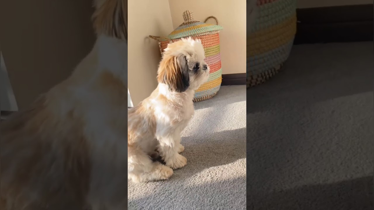 Jass manak dog | Zoey | 🐕🐕 | funny dog | cute dog | Jass manak | no ...