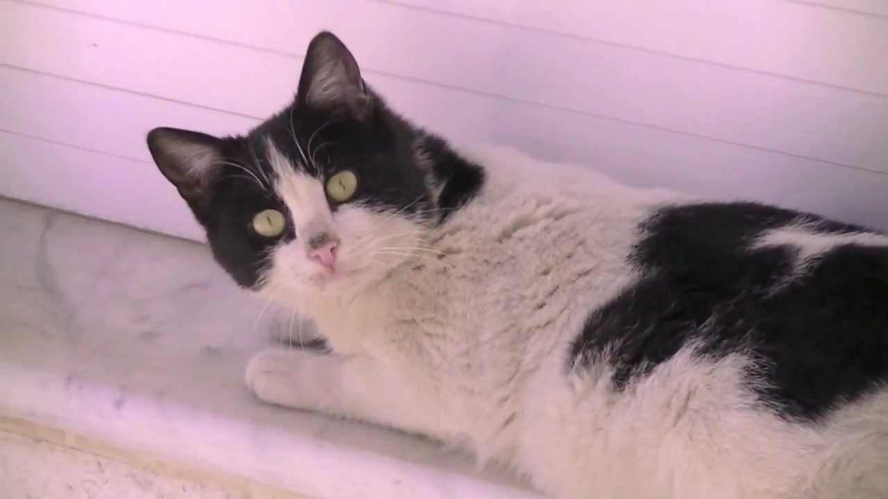 Super Intense Cat Stare - YouTube