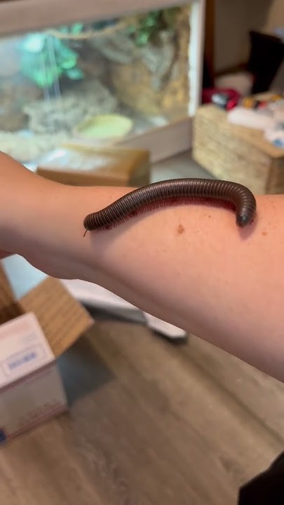 New friends! Meet the millipedes! No I don’t have my old ones anymore ...