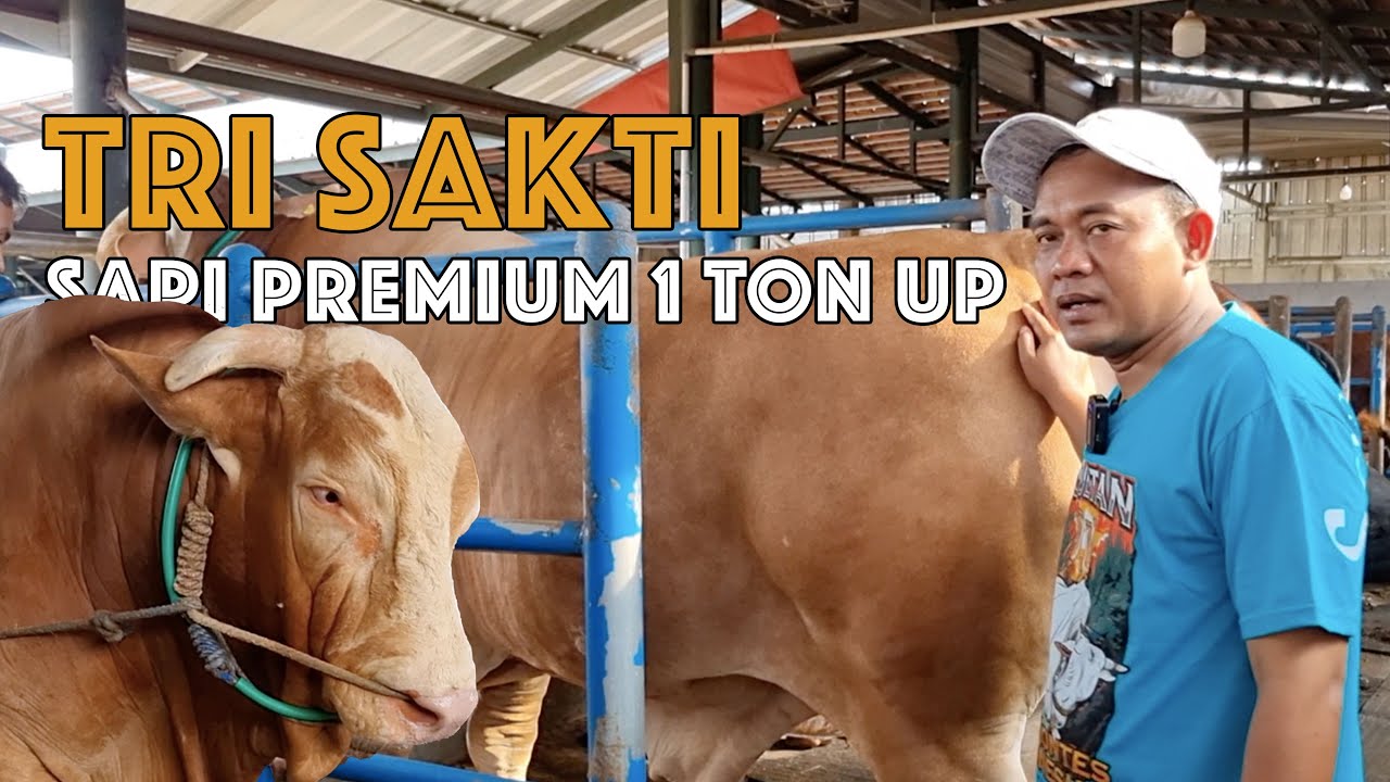 TRI SAKTI SAPI GANTENG BOBOT 1 TON UP | SUMBER TERNAK FARM - YouTube