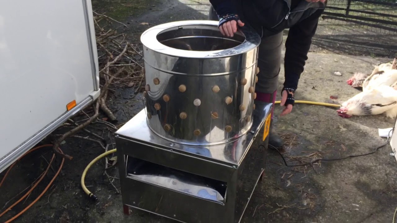 Chicken Plucking - YouTube