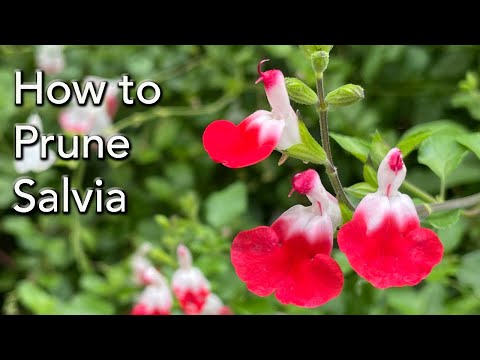 How To Prune Salvia After Flowering