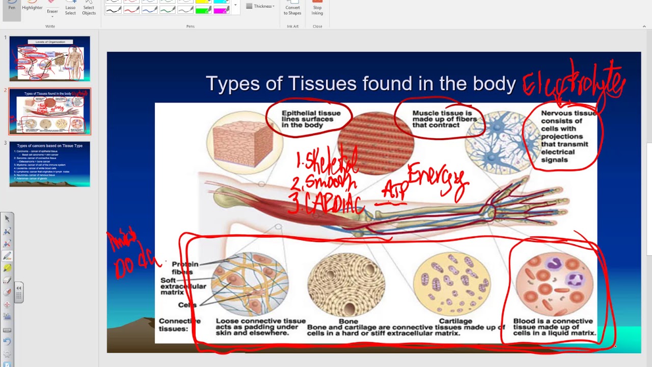 Level of organization of the body and Tissue types - YouTube