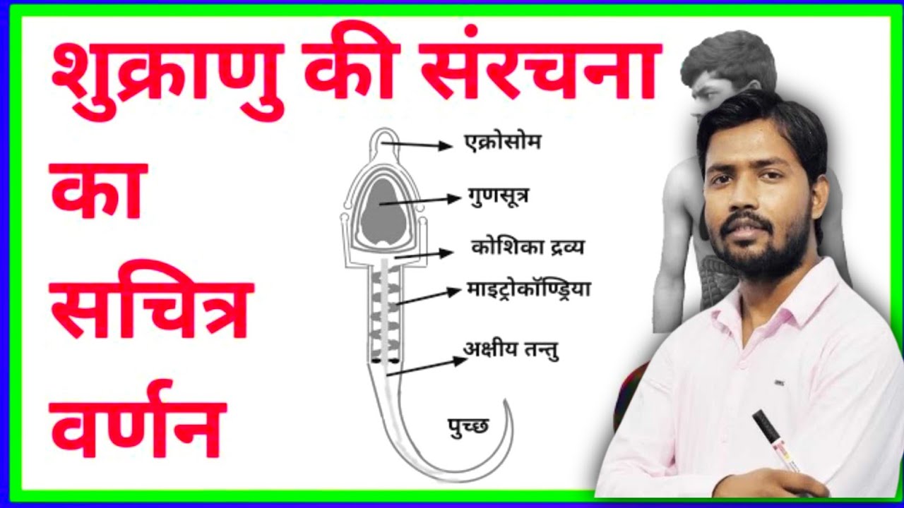 मानव शुक्राणु के संरचना का सचित्र वर्णन / shukranu ki sanrachna ka ...