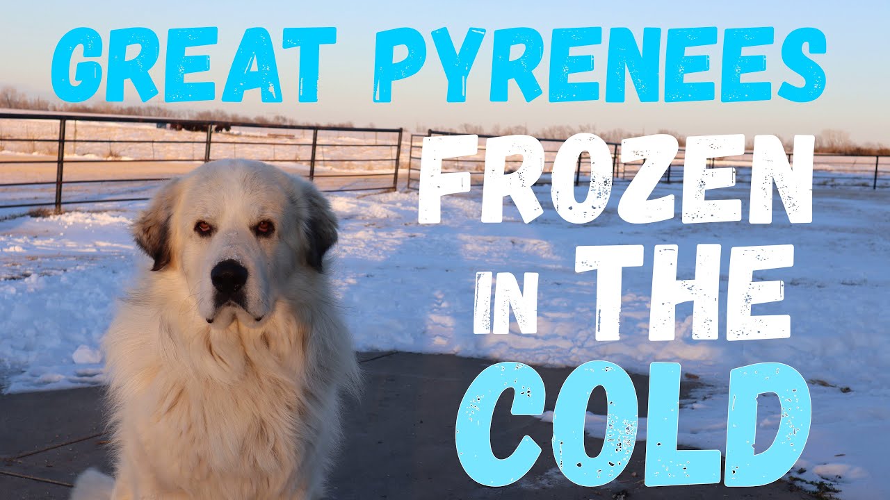 Do Great Pyrenees Get Cold