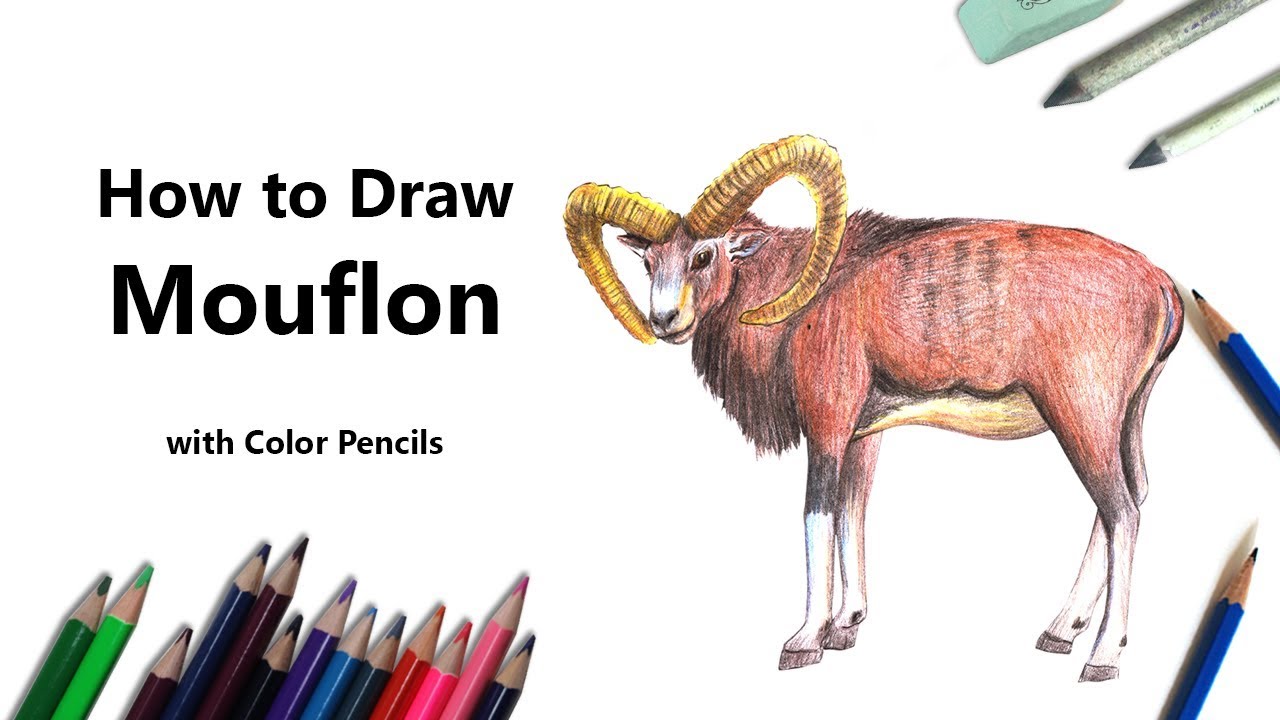 How to Draw a Mouflon with Color Pencils [Time Lapse] - YouTube