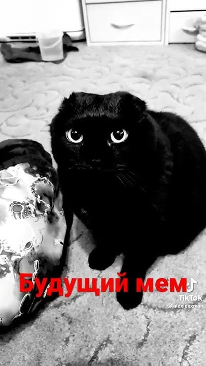 кот и тапки мем Youtube