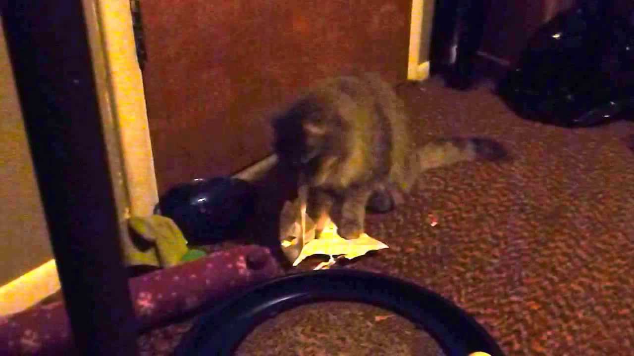 When a cat shreds paper - YouTube