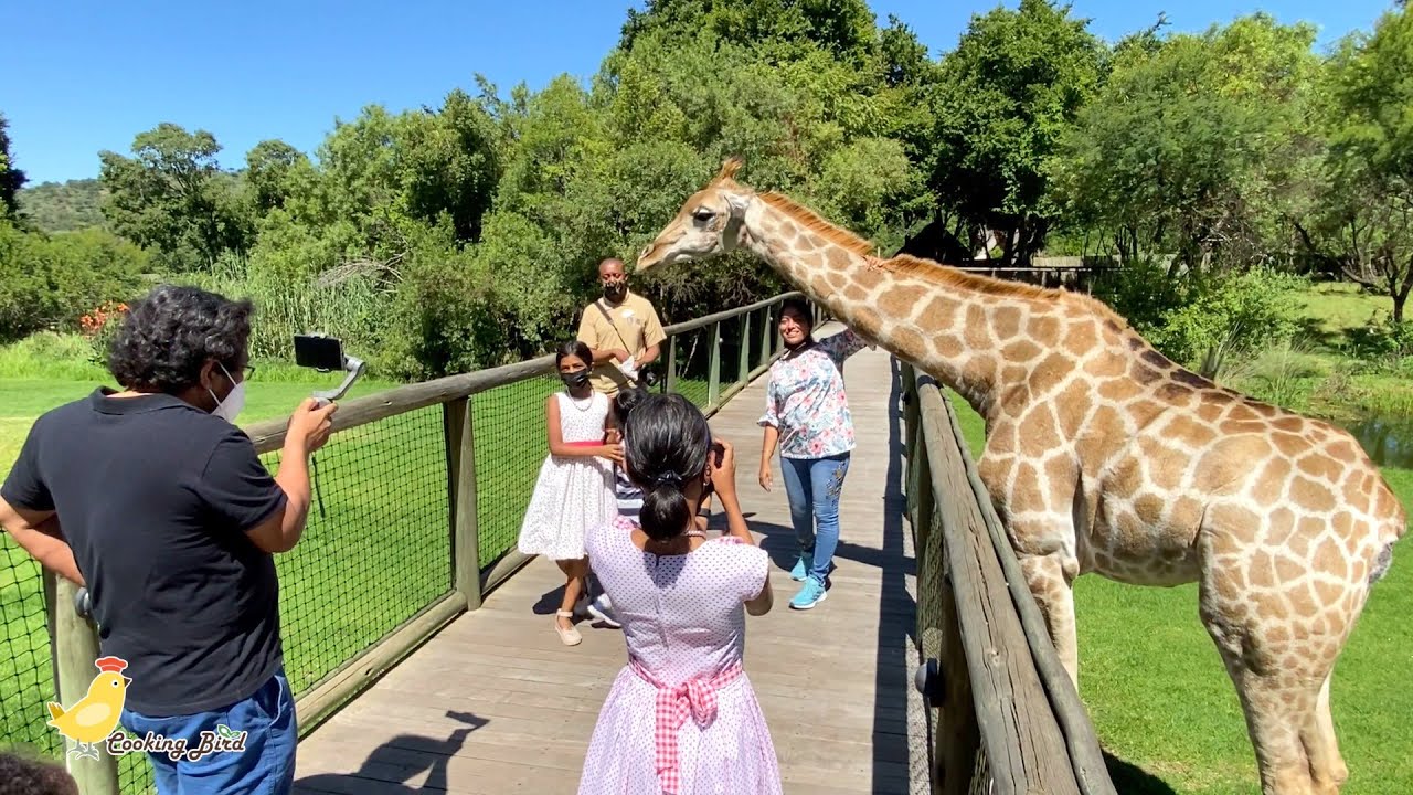 Lunch with Giraffe - YouTube