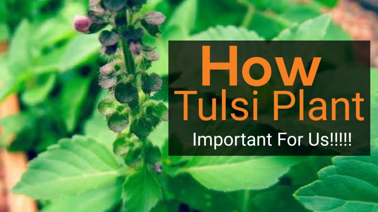 Tulsi Plant Benefits || Complete Explanation of Tulsi Plant ...
