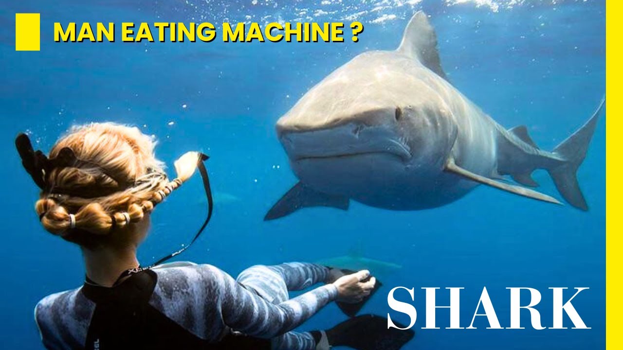 Shark Facts You Must Know | Shark 101 Do sharks really want to eat ...