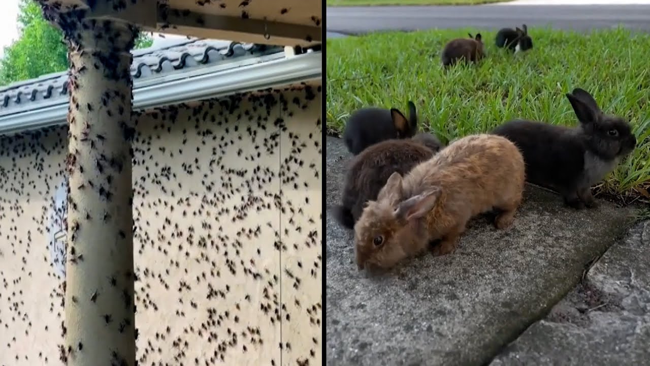 Shocking Animal Invasions - YouTube