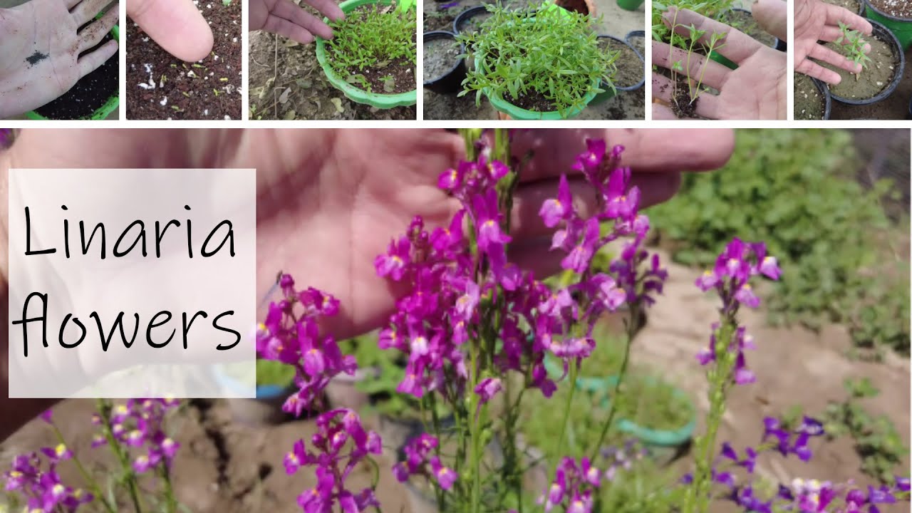 Beautiful Linaria flowers, Growing from Seeds | Happy Plants Urdu - YouTube