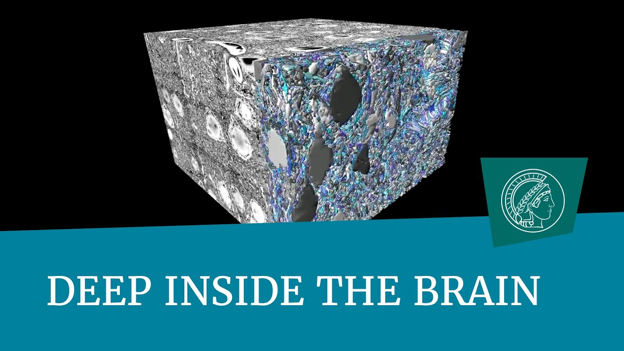 Deep inside the brain - YouTube