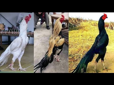 Beauty of Pakistani Aseel Murga/Roster 🐓 High Quality Aseel Chicken ...