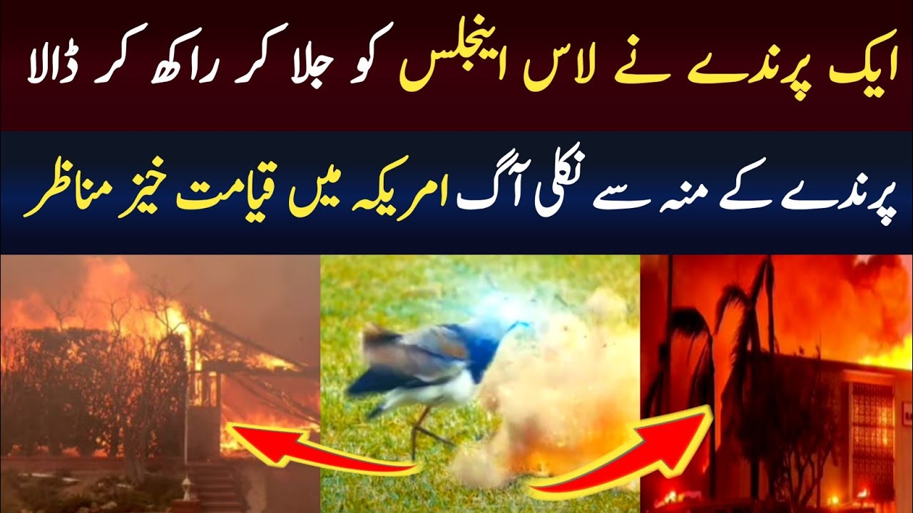 Bird Burned Whole Los Angeles | Fire In America | Los Angeles Live News ...