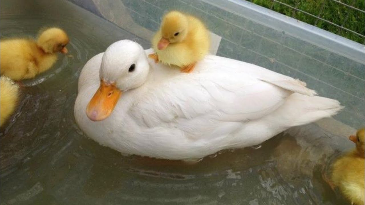 Duck Sound duckling in the pond -duck quack #Duck - YouTube