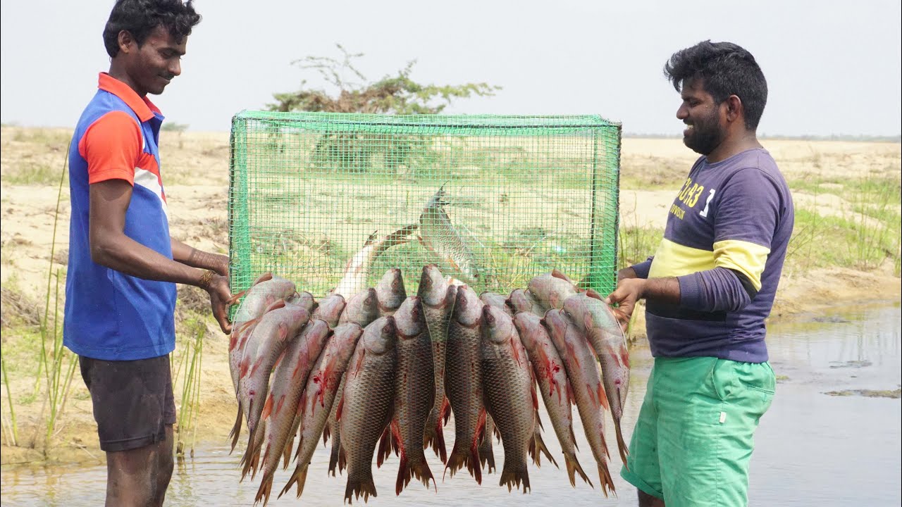 Wow! Easy Box Method Fish Trapping - YouTube