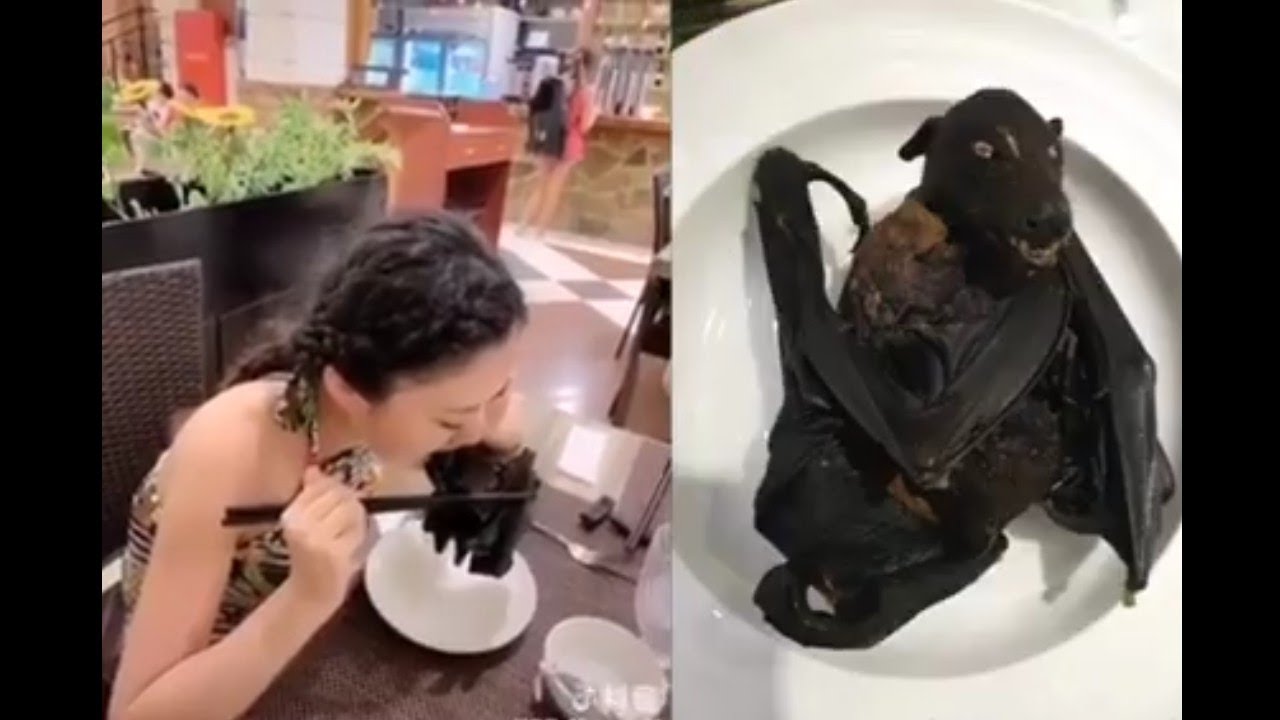 Chinese Resturant serve this Bat's animals to be a delicacy food - YouTube