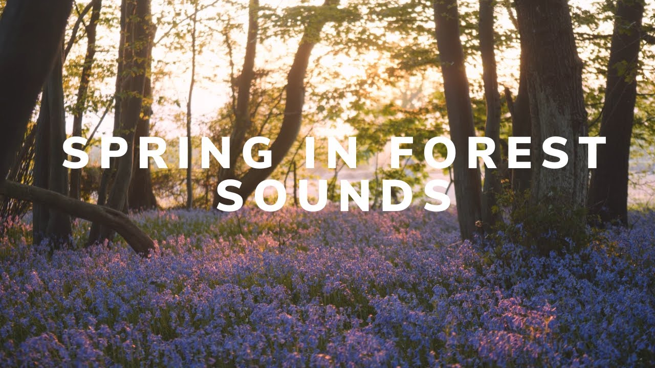 🌞Begin Your Day with the POSITIVE ENERGY of Healing Spring Forest ...