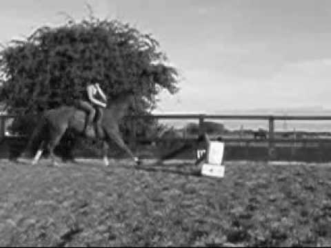 Daisy update , ridden jumps flatwork flying changes - YouTube