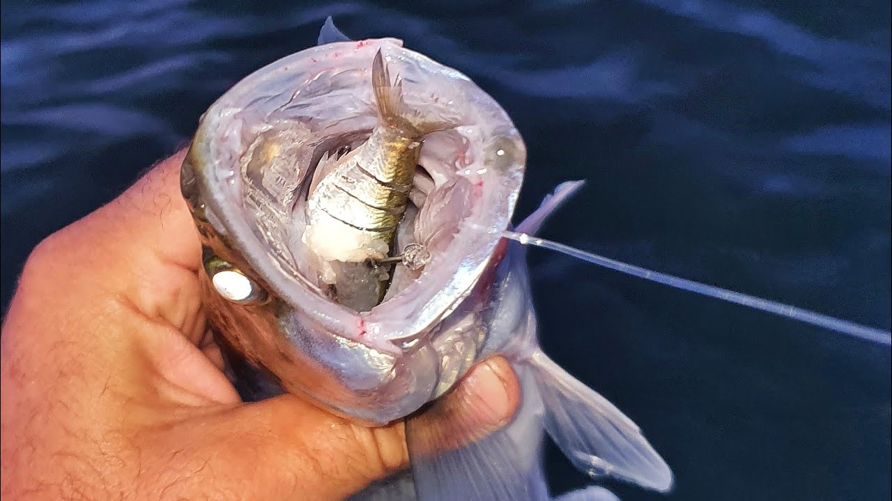 Pecanje Smudja I Soma na Muvanje I Parce Kedera - YouTube