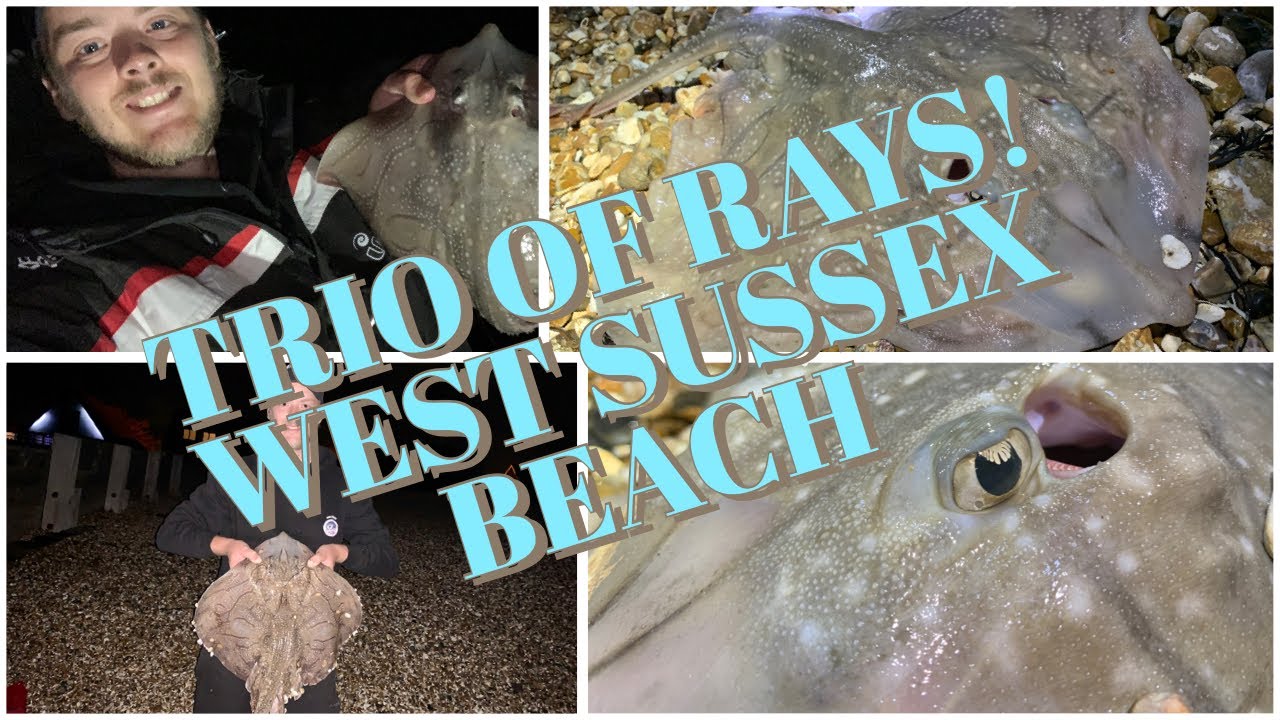 Fishing For Rays, West Sussex Beach, PB Undulate | UK Shore Fishing ...