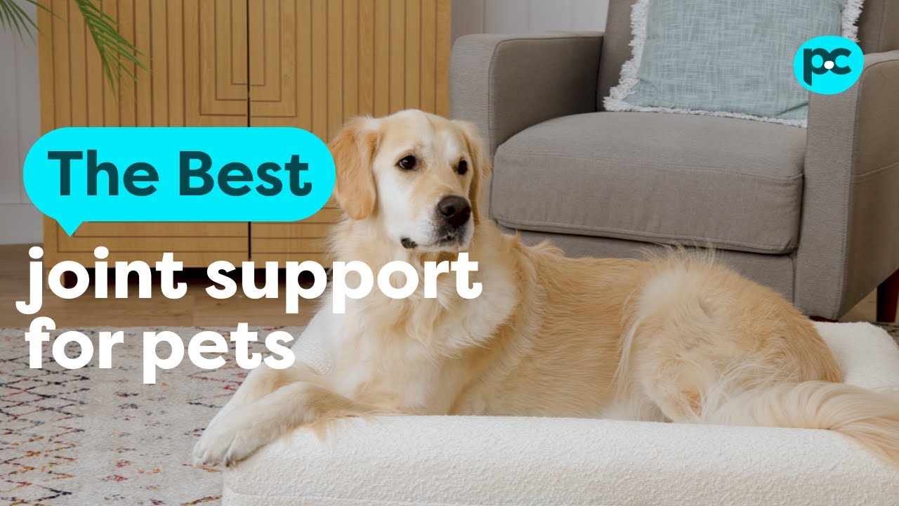 The best joint support for #pets | PET CIRCLE - YouTube