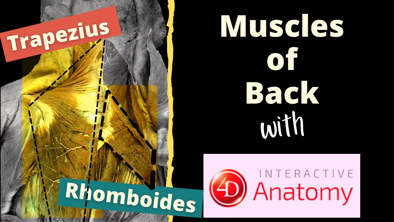 Muscles of back of thorax | Air Anatomy || 4D Anatomy - YouTube
