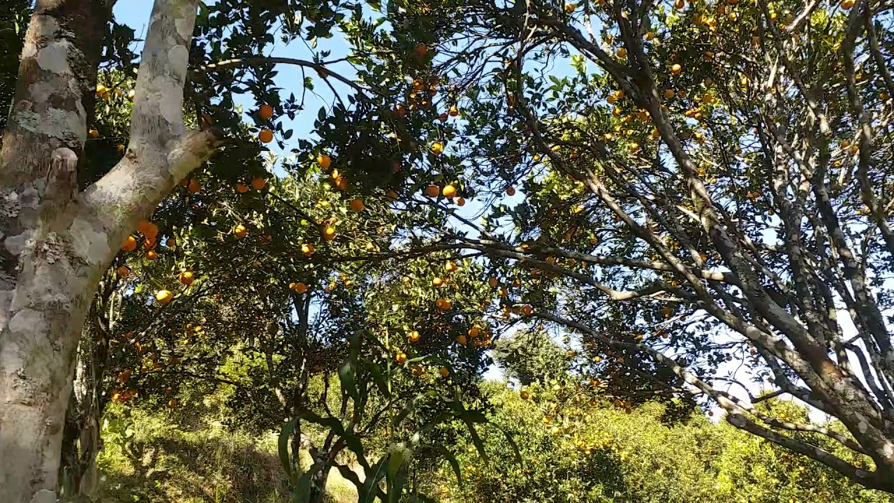 Junar garden at sindhuli - YouTube