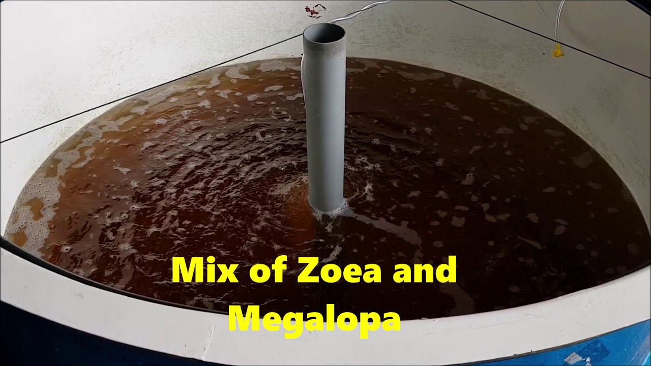 Mud Crab Hatchery (Zoea to Juvenile Stage) at UMT - YouTube