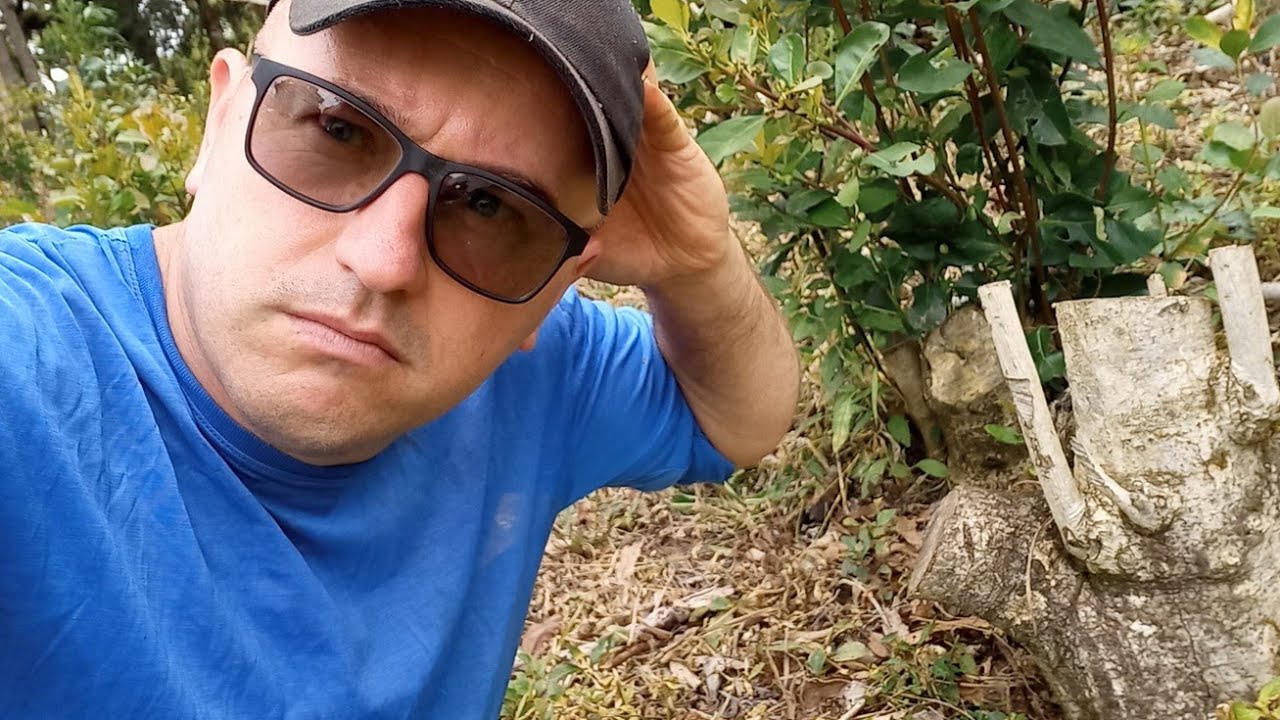 Poda drástica das Erva mate (Será que estraguei meu erval)? canal ...