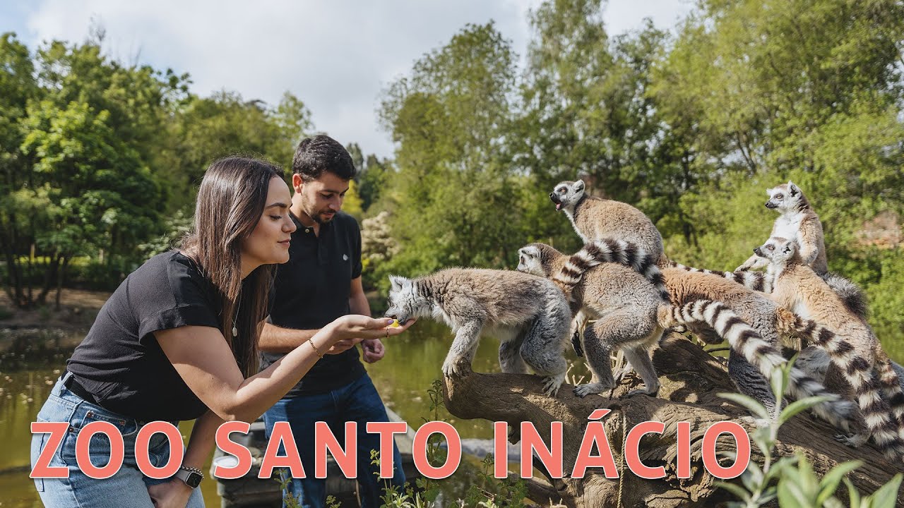 Zoo Santo Inácio já tem experiências VIP para descobrir o mundo animal - YouTube