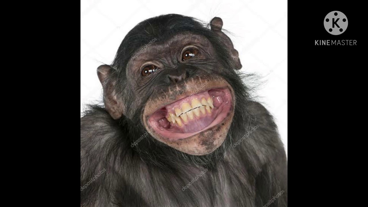 MAYMUN SESİ (MAYMUN ÇARLİ) - YouTube