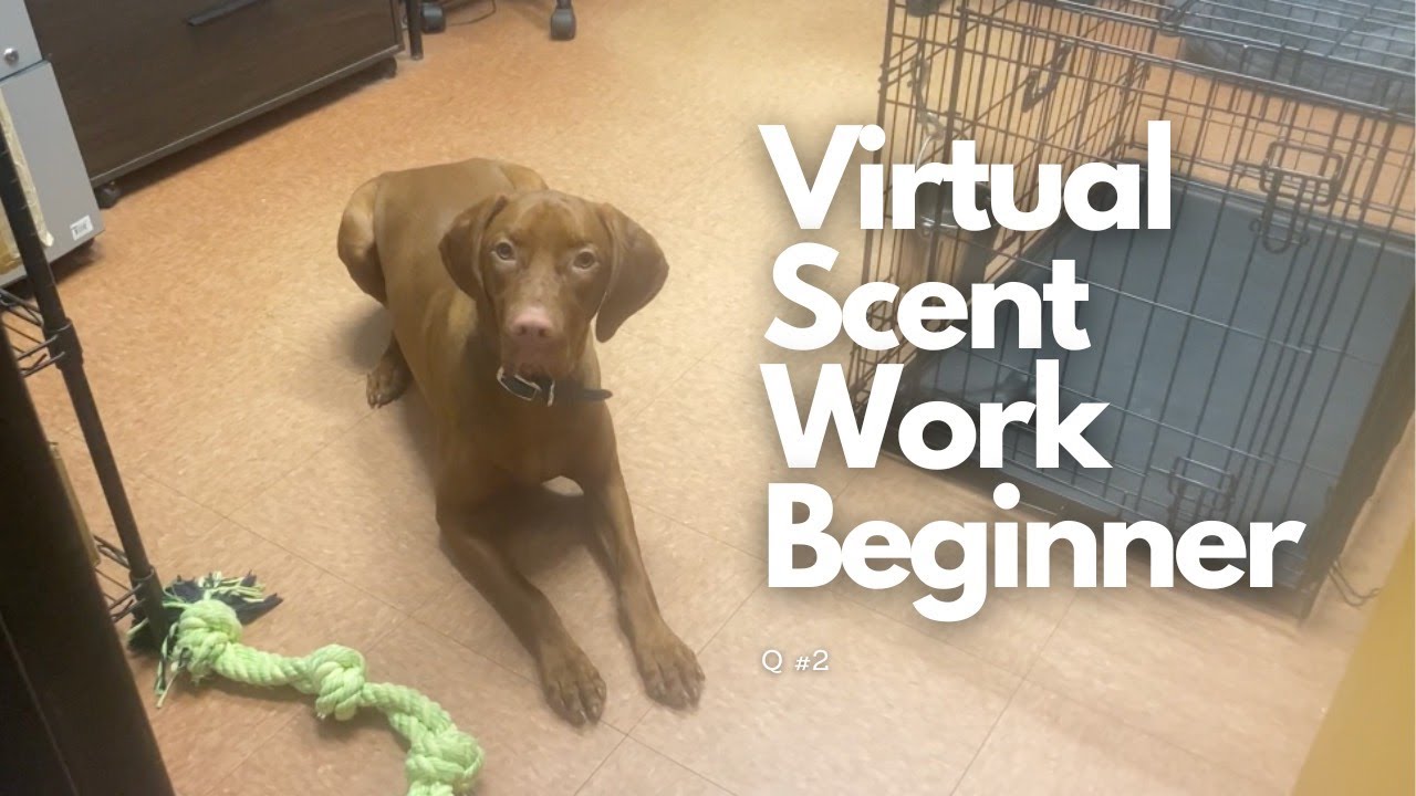 Jato the Vizsla - AKC Virtual Scent Work Beginner Q #2 - YouTube