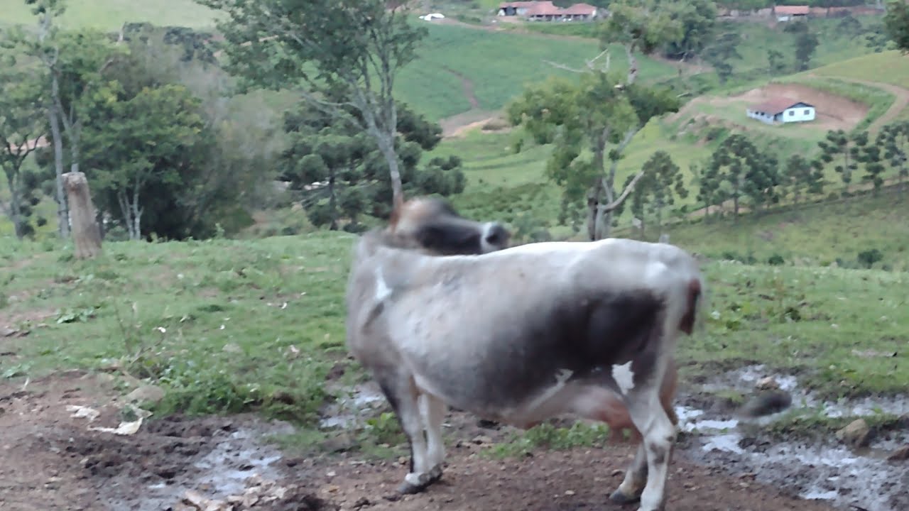 Primeira cria da mini vaca. - YouTube